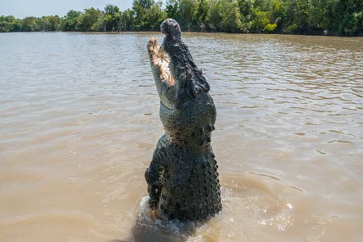 Jumping Crocodile Tour from Darwin | Unique Wildlife Show » Dreamtime ...