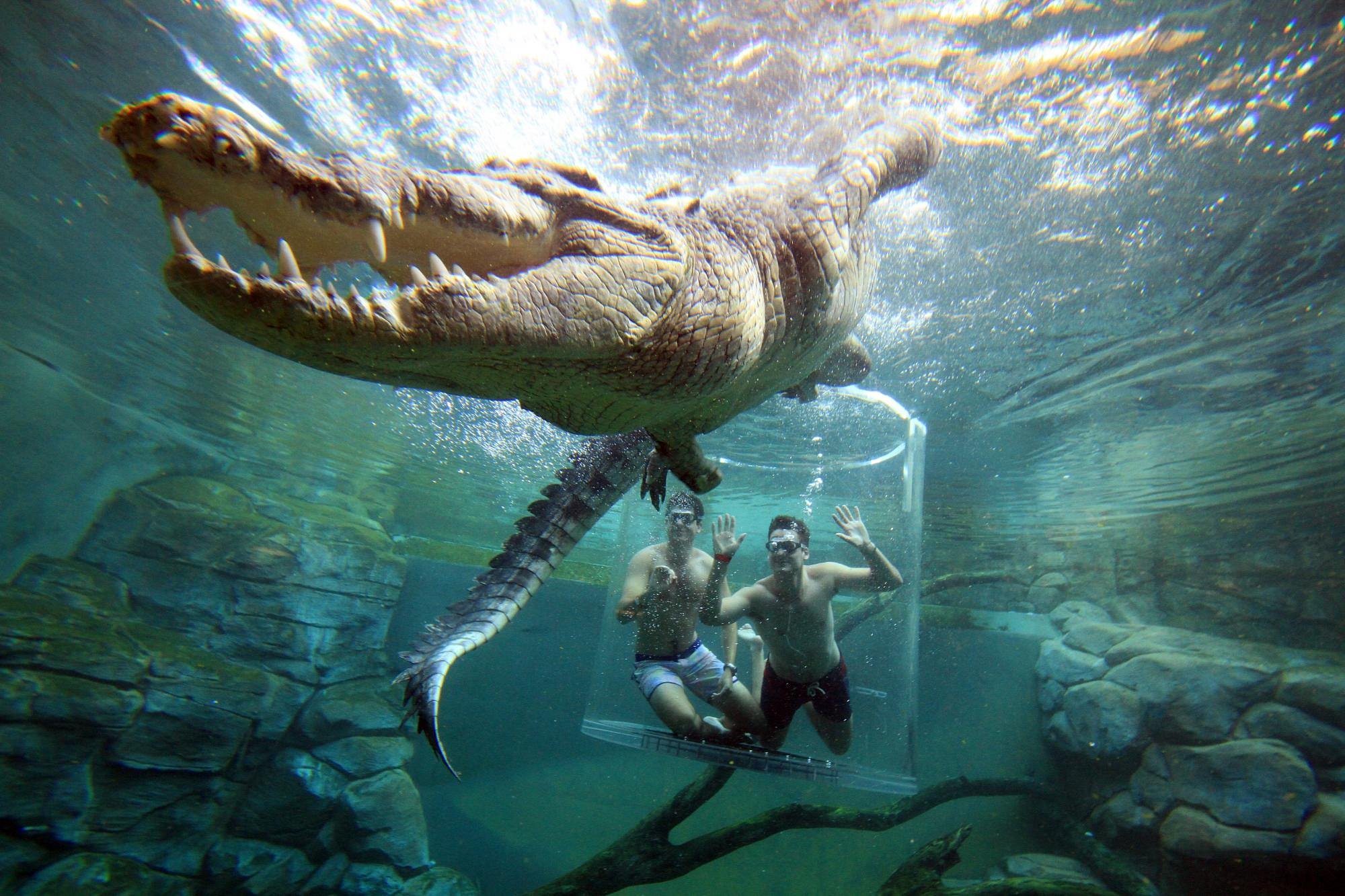 Crocosaurus Cove | Ultimate Croc Experience in Darwin » Dreamtime Discovery Tours