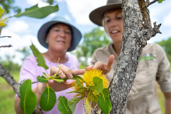 Jumping Crocodile Tour from Darwin | Unique Wildlife Show » Dreamtime ...